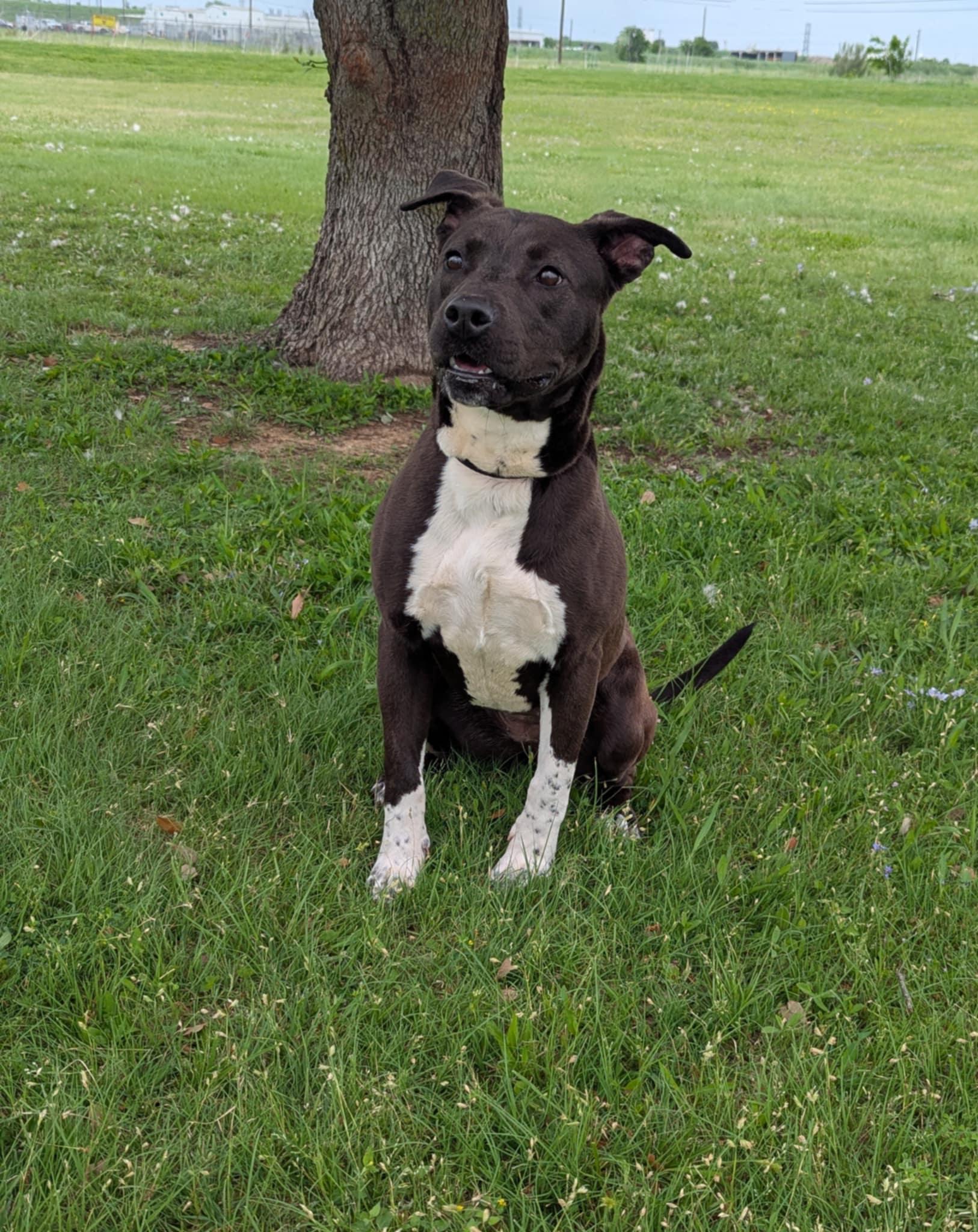 Dog for adoption - Nadia, a Pit Bull Terrier Mix in Cleburne, TX ...