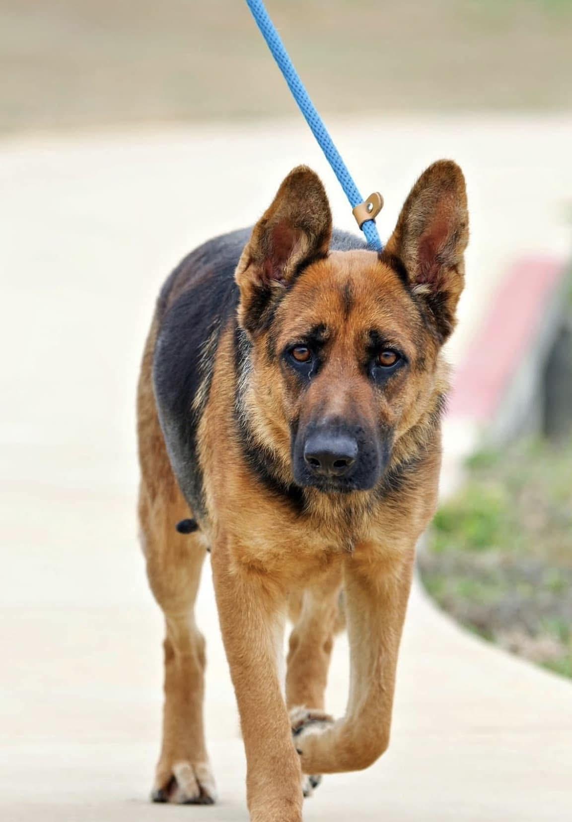 Dog for adoption - HERA, a German Shepherd Dog in Boise, ID | Petfinder