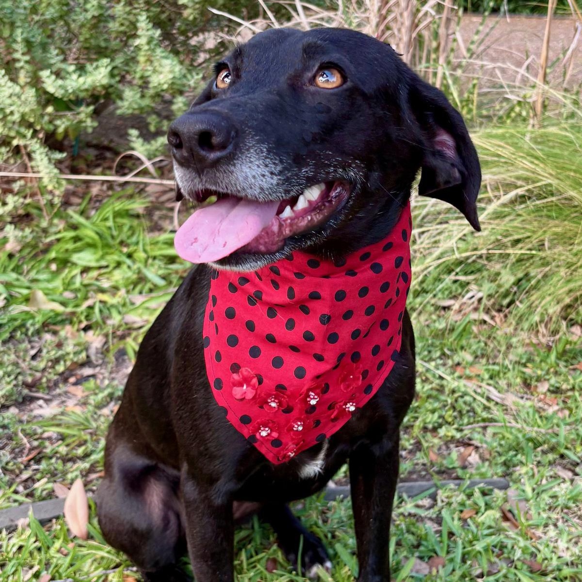 Dog for adoption - LACEY, a Labrador Retriever Mix in Groton, CT ...
