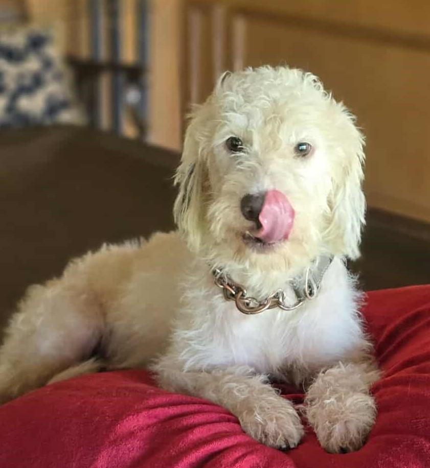 Dog for adoption - Quartz, a Poodle & Havanese Mix in Brattleboro, VT ...