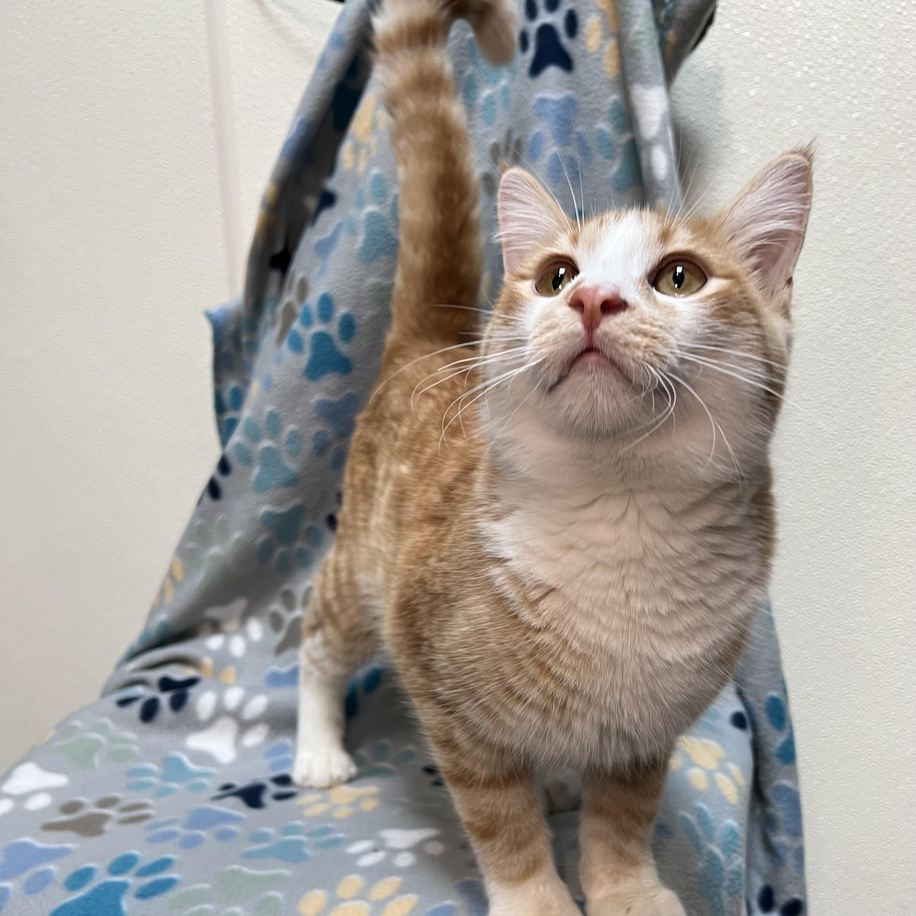 Cat for adoption - Hercules, a Domestic Short Hair in Fairmont, MN ...