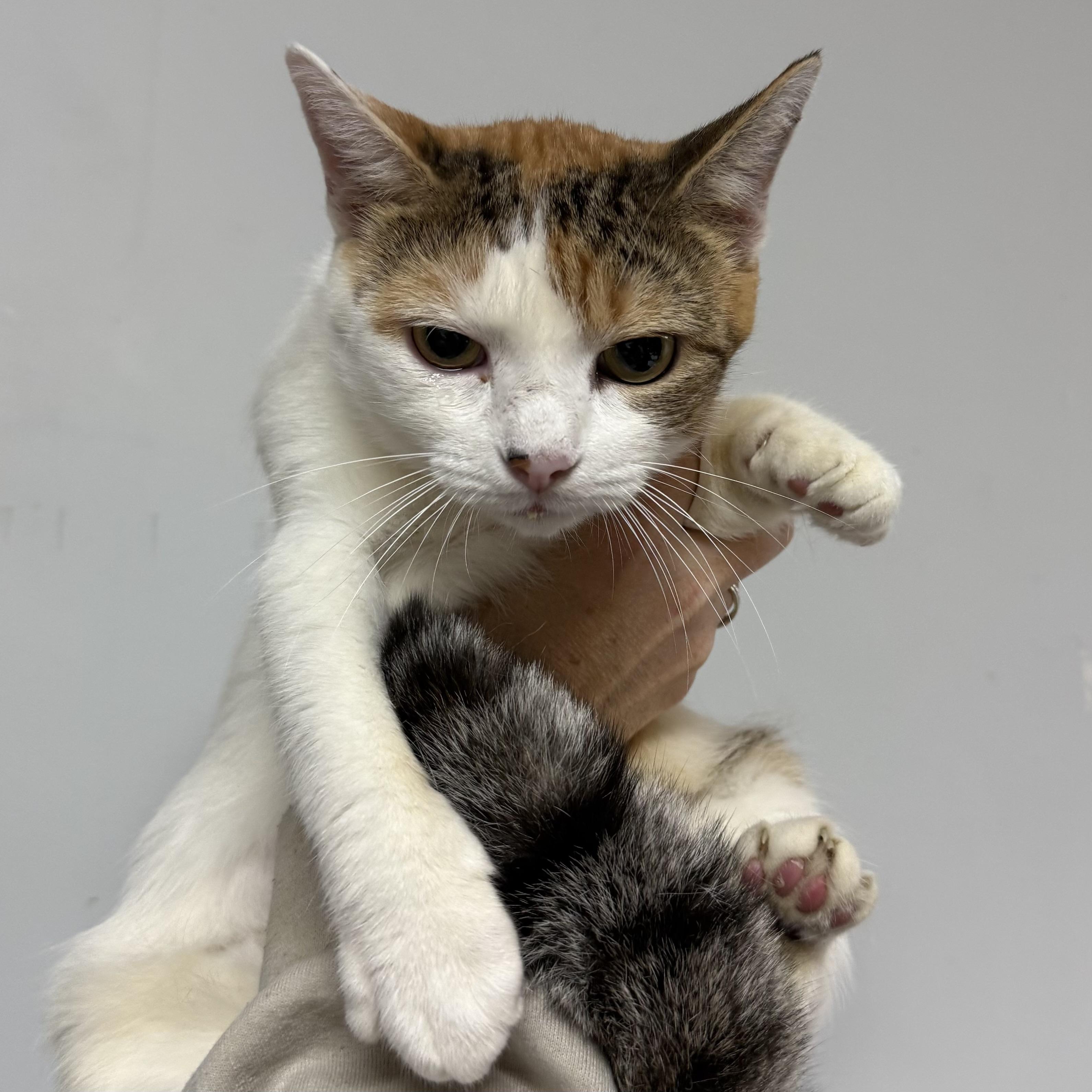 Cat for adoption - Carolina, a Calico & Domestic Short Hair Mix in Boothbay, ME | Petfinder