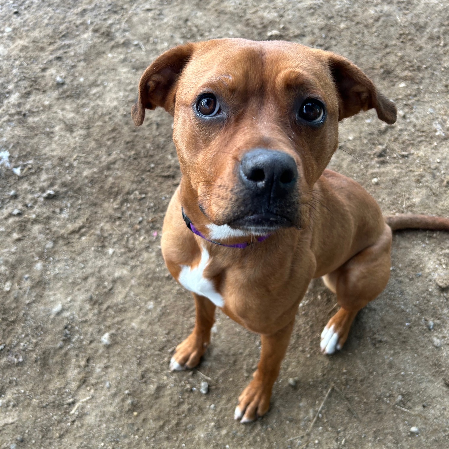 Dog for adoption - Luna, a Rhodesian Ridgeback & American Staffordshire ...