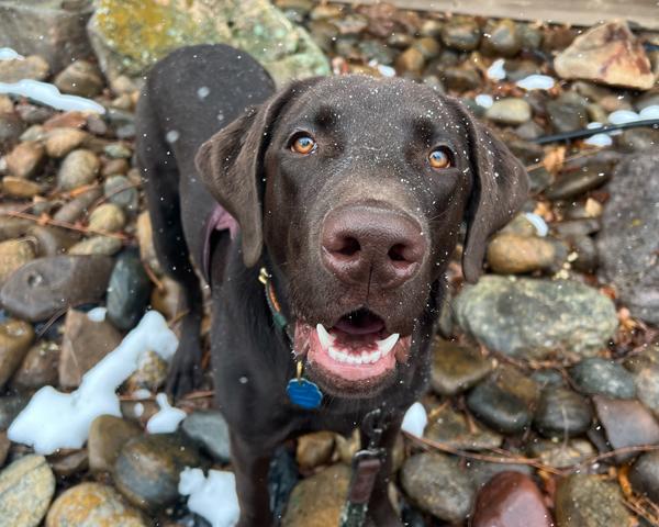 Dog for adoption - Toby - purebred Chocolate Lab!, a Chocolate Labrador ...