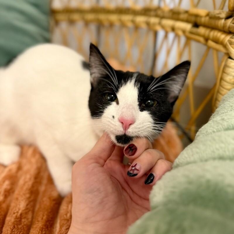 Cat for adoption - Sarah Crown, a Tuxedo & Domestic Short Hair Mix in Twin Falls, ID | Petfinder