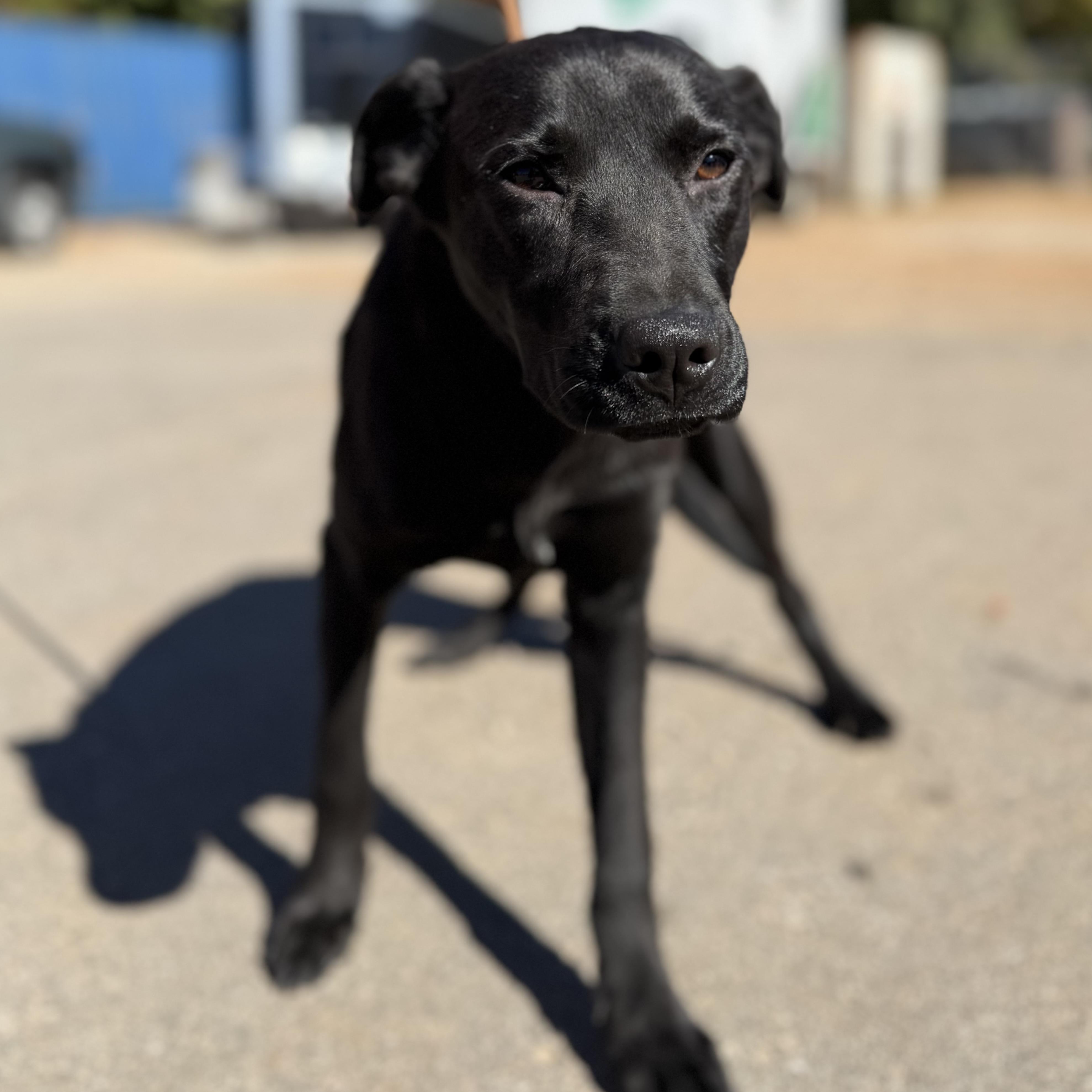 Dog for adoption - Black Beans, a Black Labrador Retriever Mix in Stowe ...