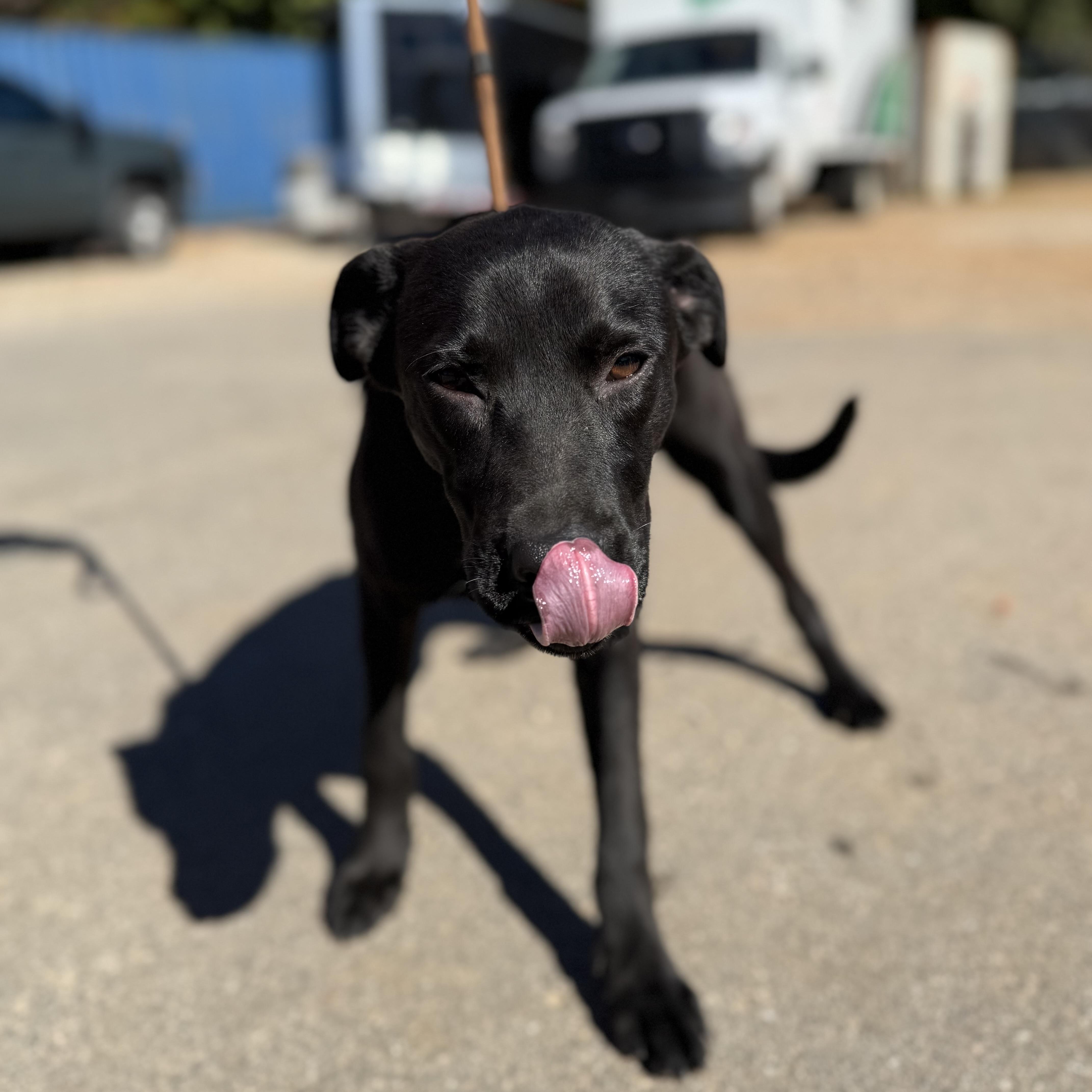 Dog for adoption - Black Beans, a Black Labrador Retriever Mix in Stowe ...