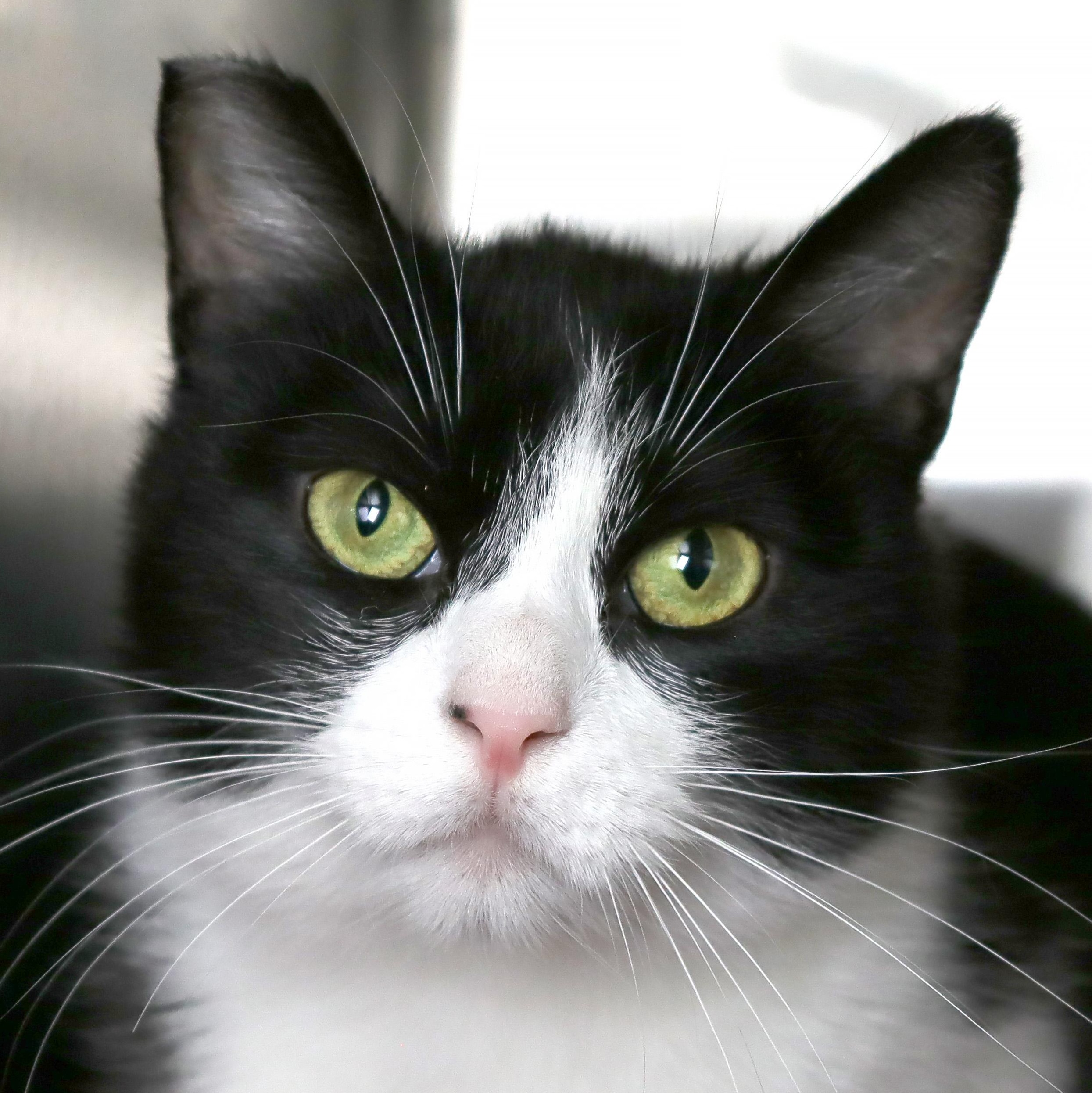 Cat for adoption - Precious, a Domestic Short Hair in Clovis, CA | Petfinder