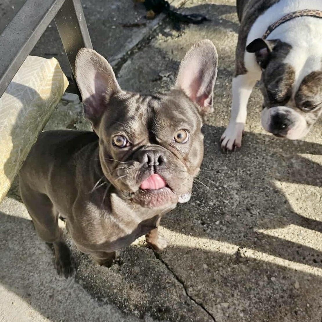 Dog for adoption - Gideon, a French Bulldog in Staunton, VA | Petfinder