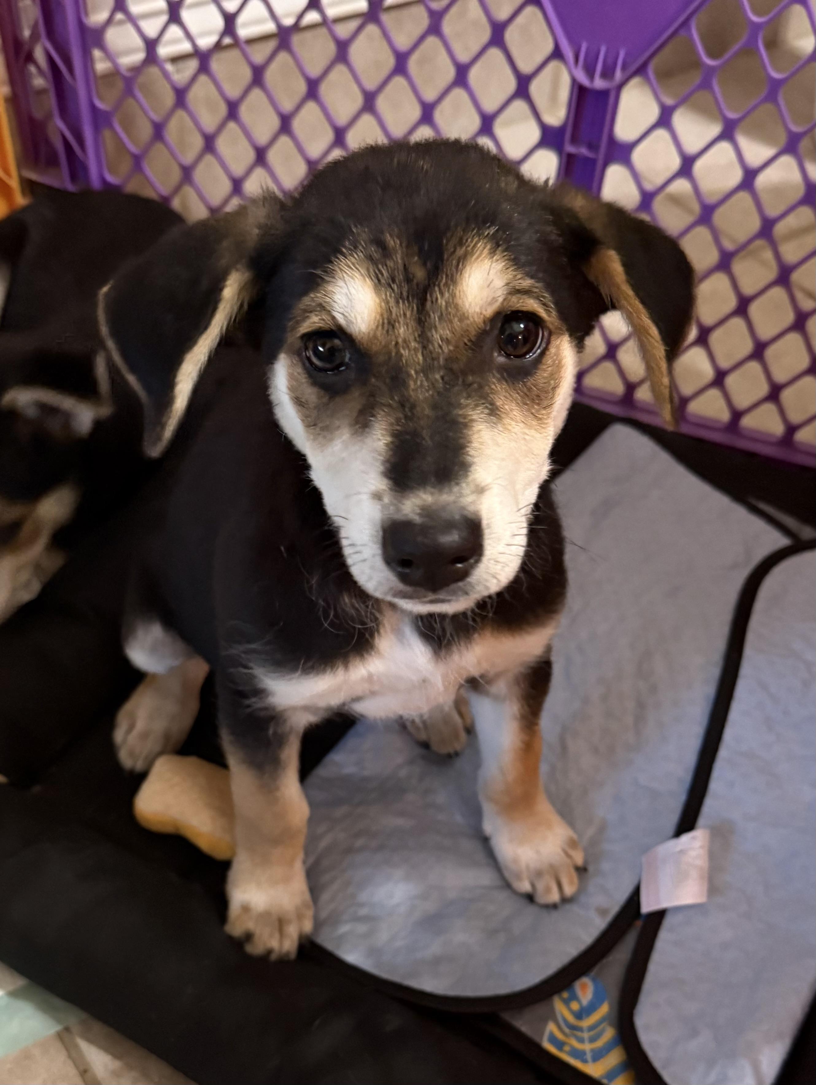 Dog for adoption - Cameron, a Shepherd Mix in New Haven, CT | Petfinder