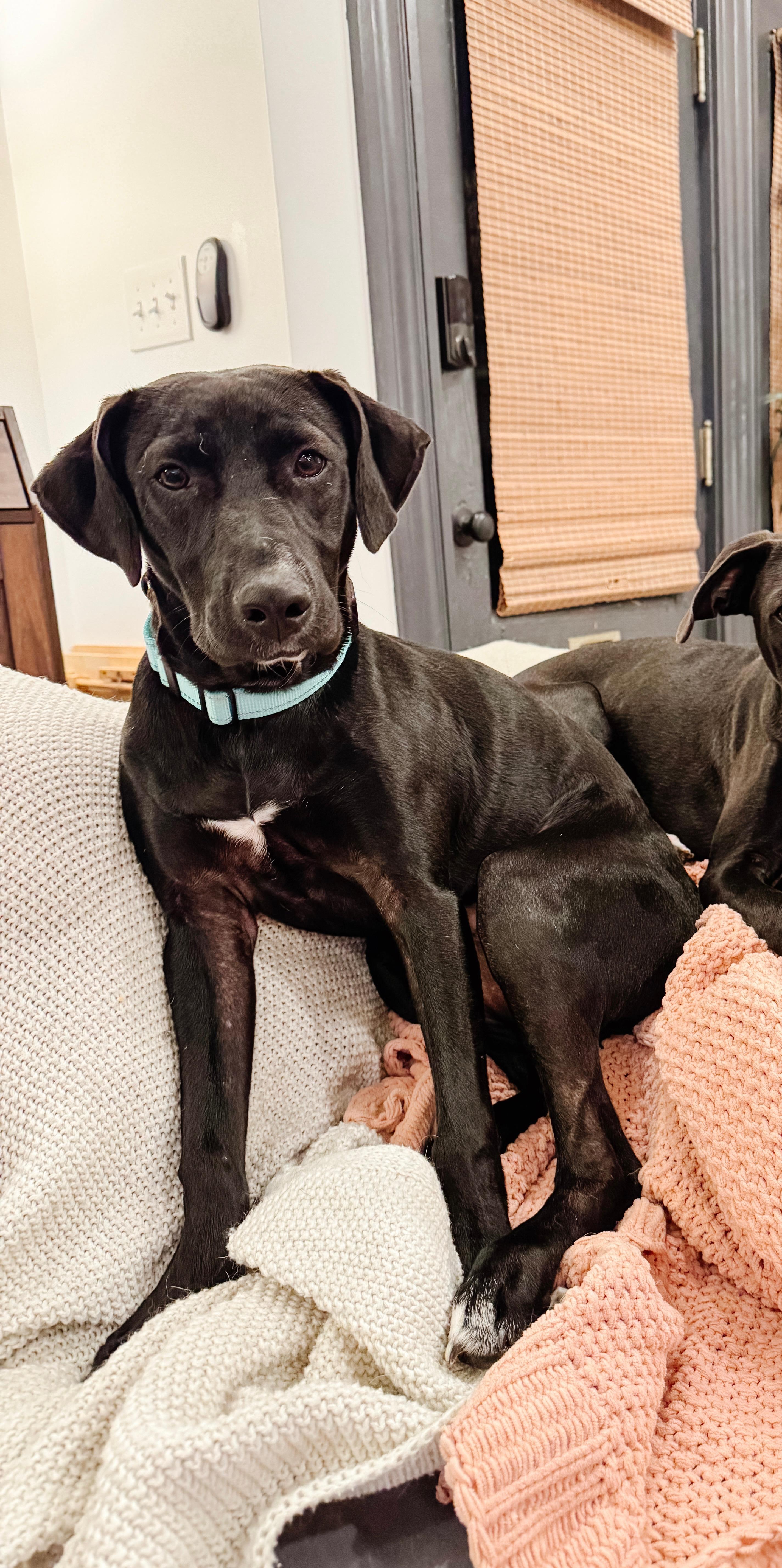 Dog for adoption - Jet, a Labrador Retriever Mix in Burnsville, MN ...