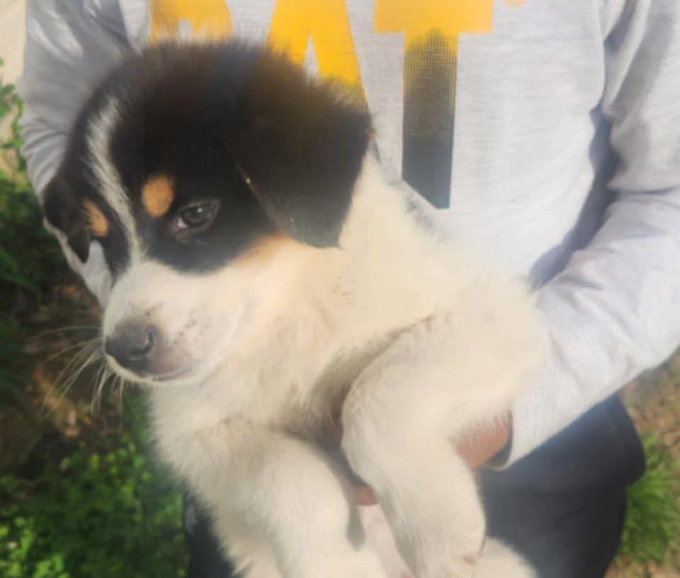 Dog for adoption - Ross, a Collie & Labrador Retriever Mix in GLEN ...