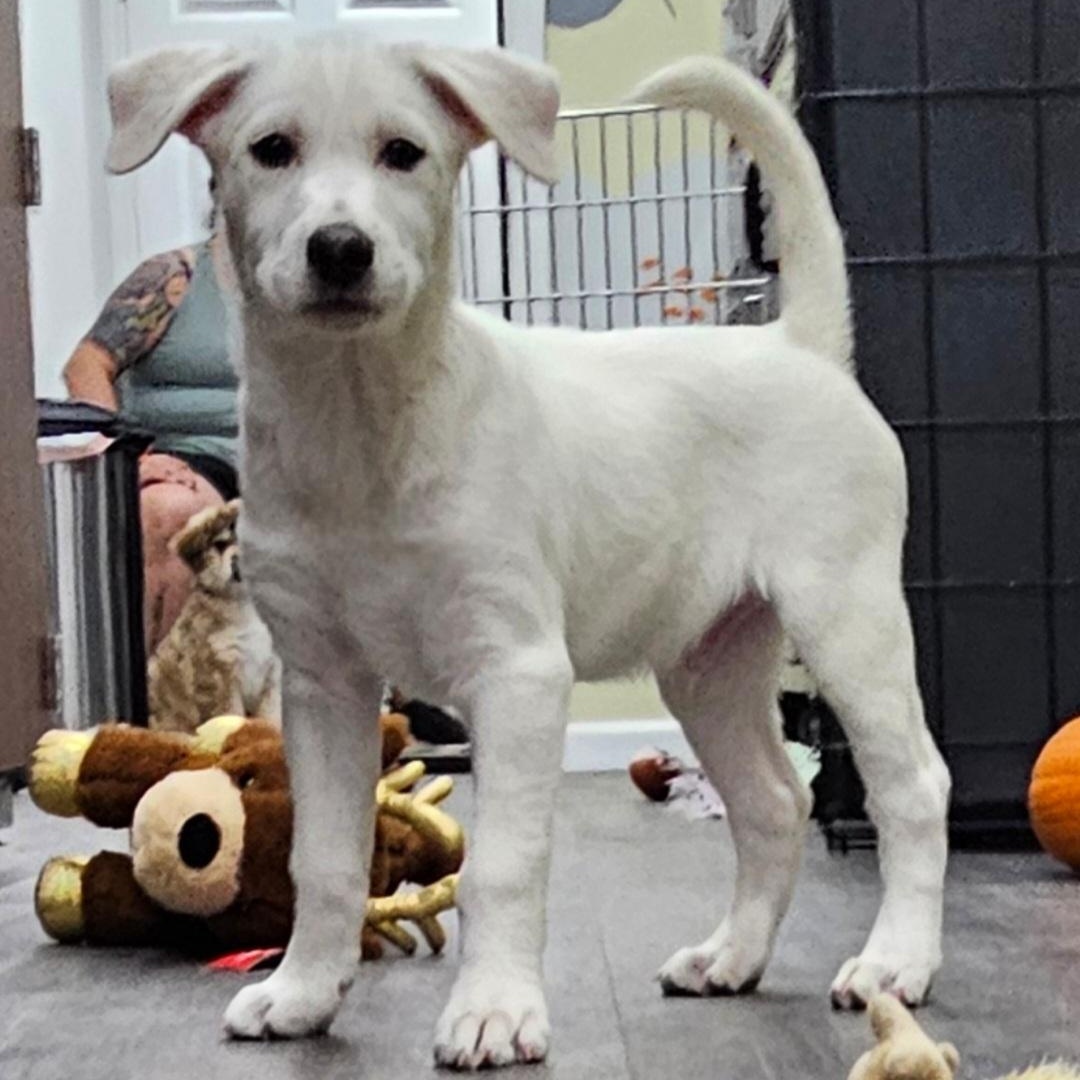 Dog for adoption - Toby, a Terrier Mix in Baltimore, MD | Petfinder