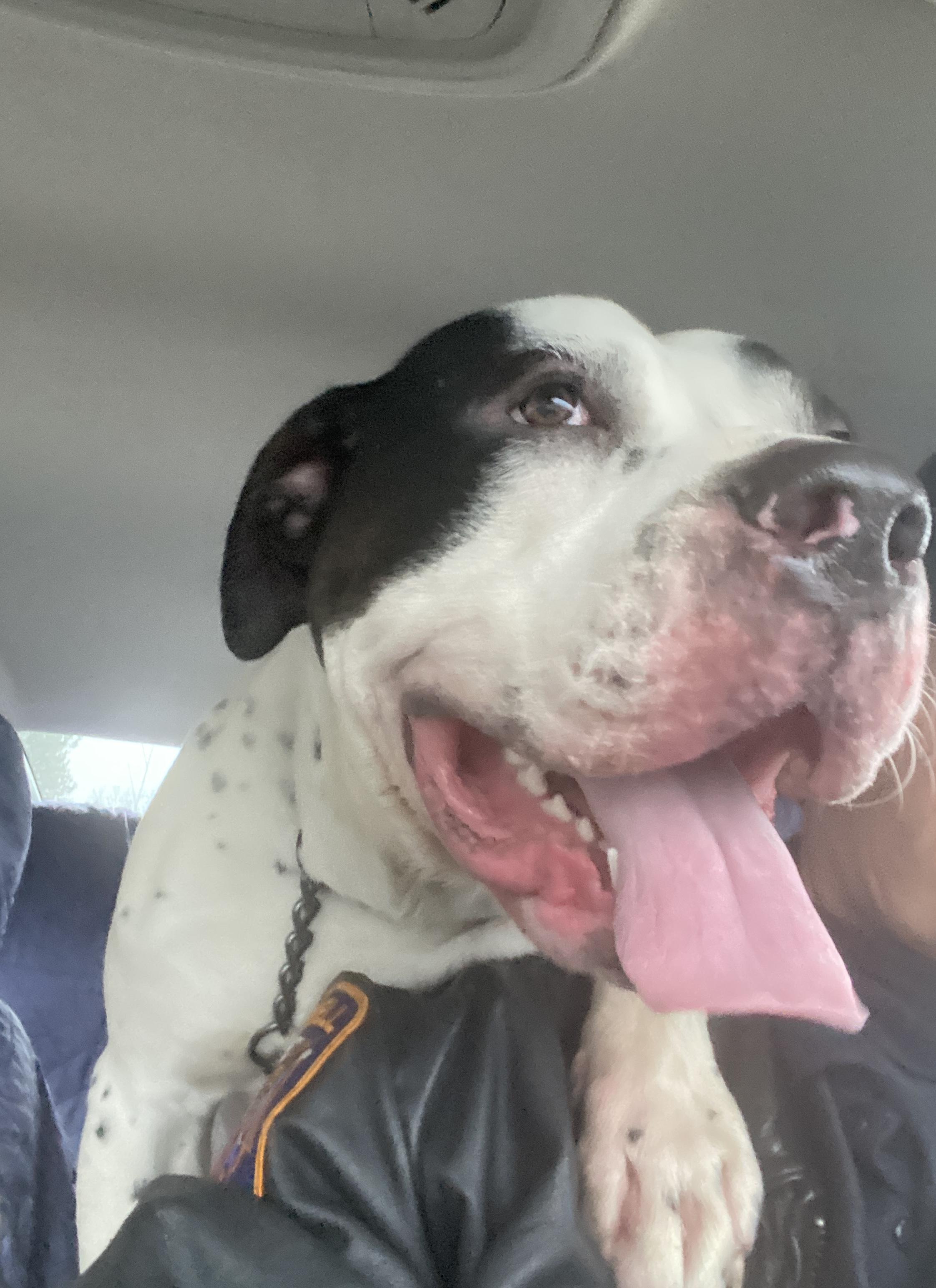 Dog for adoption - BugaBoo-Campbell, OH, a Pit Bull Terrier & Dalmatian ...