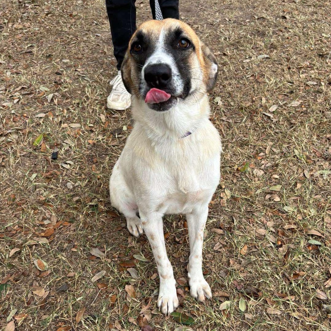 Dog for adoption - Nelly, a Mixed Breed in South lake Tahoe, CA | Petfinder