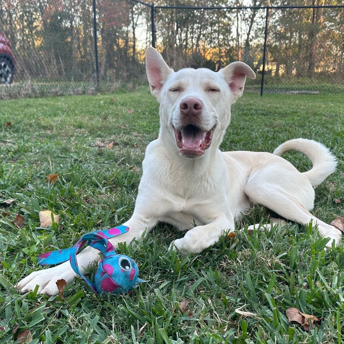 Dog for adoption - Bluey, a Labrador Retriever Mix in Charlotte, NC ...
