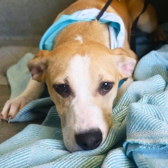 Dog for adoption - Bunny, a Terrier Mix in Elgin, TX | Petfinder