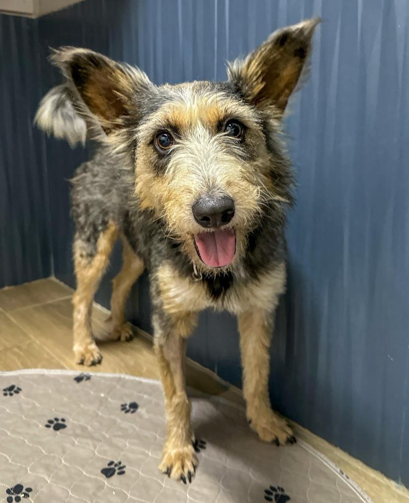 Dog for adoption - Nellie, a Terrier in Kelowna, BC | Petfinder