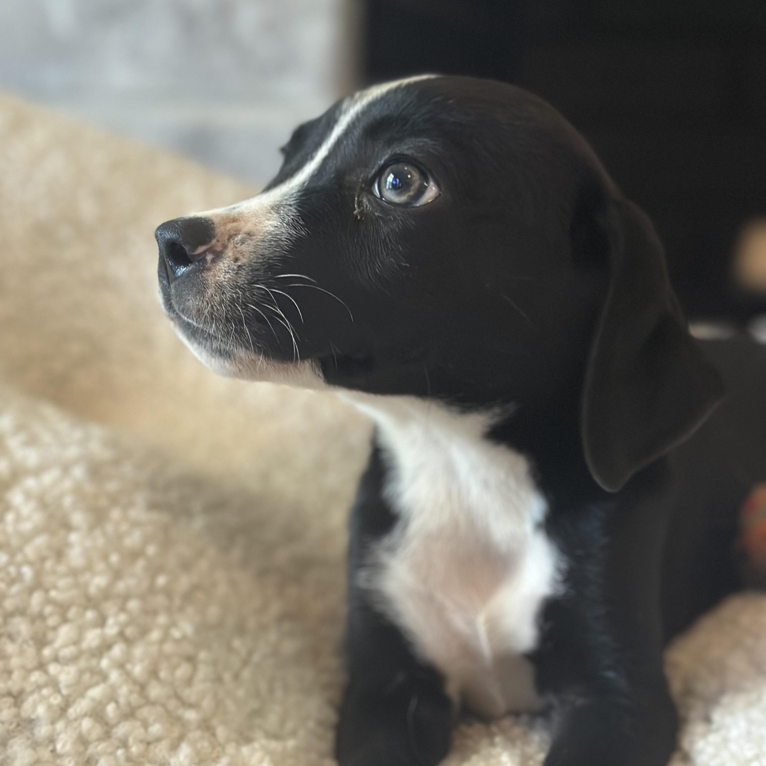 Dog for adoption - Annabelle blue eye, a Black Labrador Retriever ...