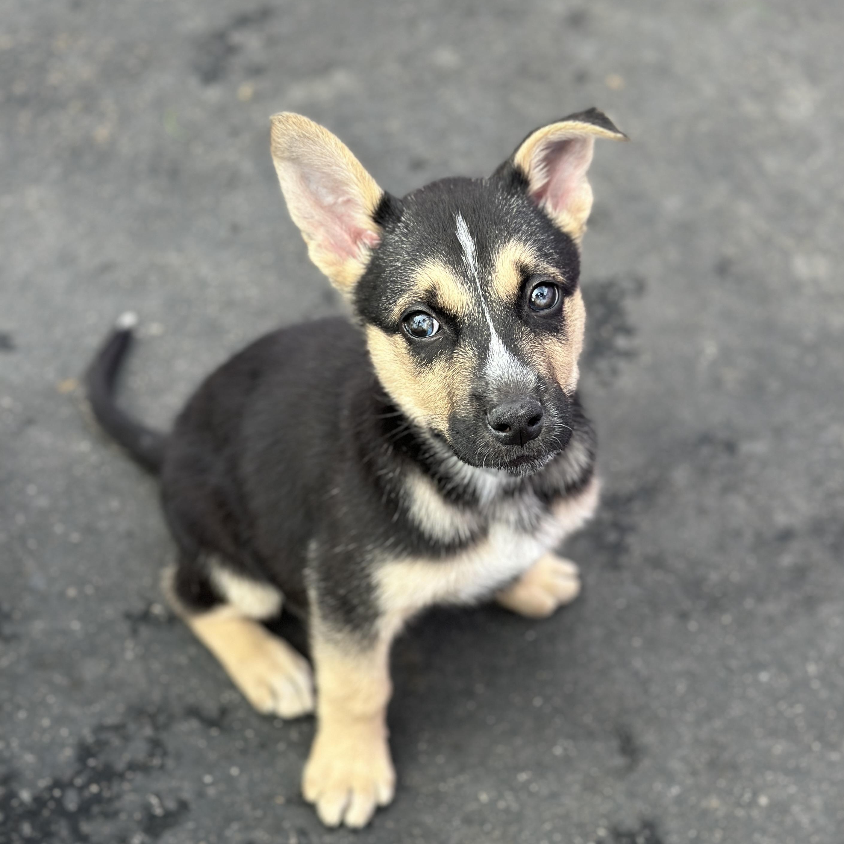 Dog for adoption - Snoopy, a German Shepherd Dog & Husky Mix in ...