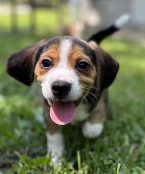 Dog for adoption - Travis, a Beagle in Godfrey, IL | Petfinder