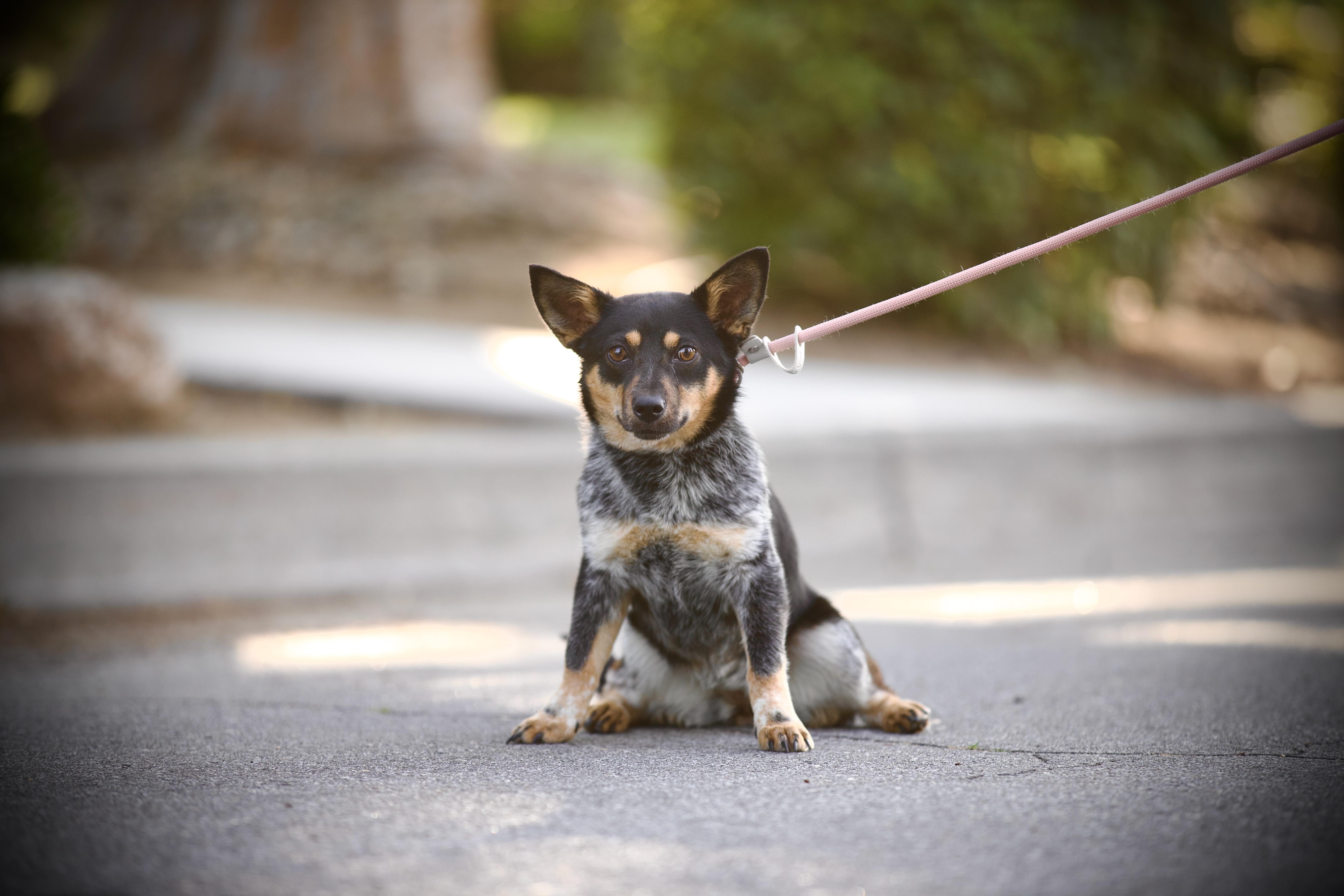 Dog for adoption - Sydney, an Australian Cattle Dog / Blue Heeler Mix ...