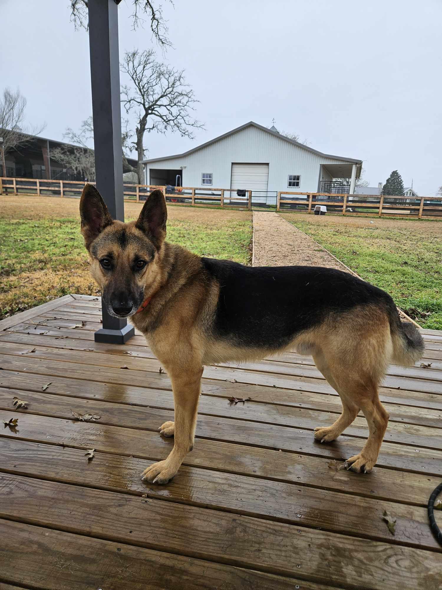 Dog for adoption - Romeo, a German Shepherd Dog in Houston, TX | Petfinder