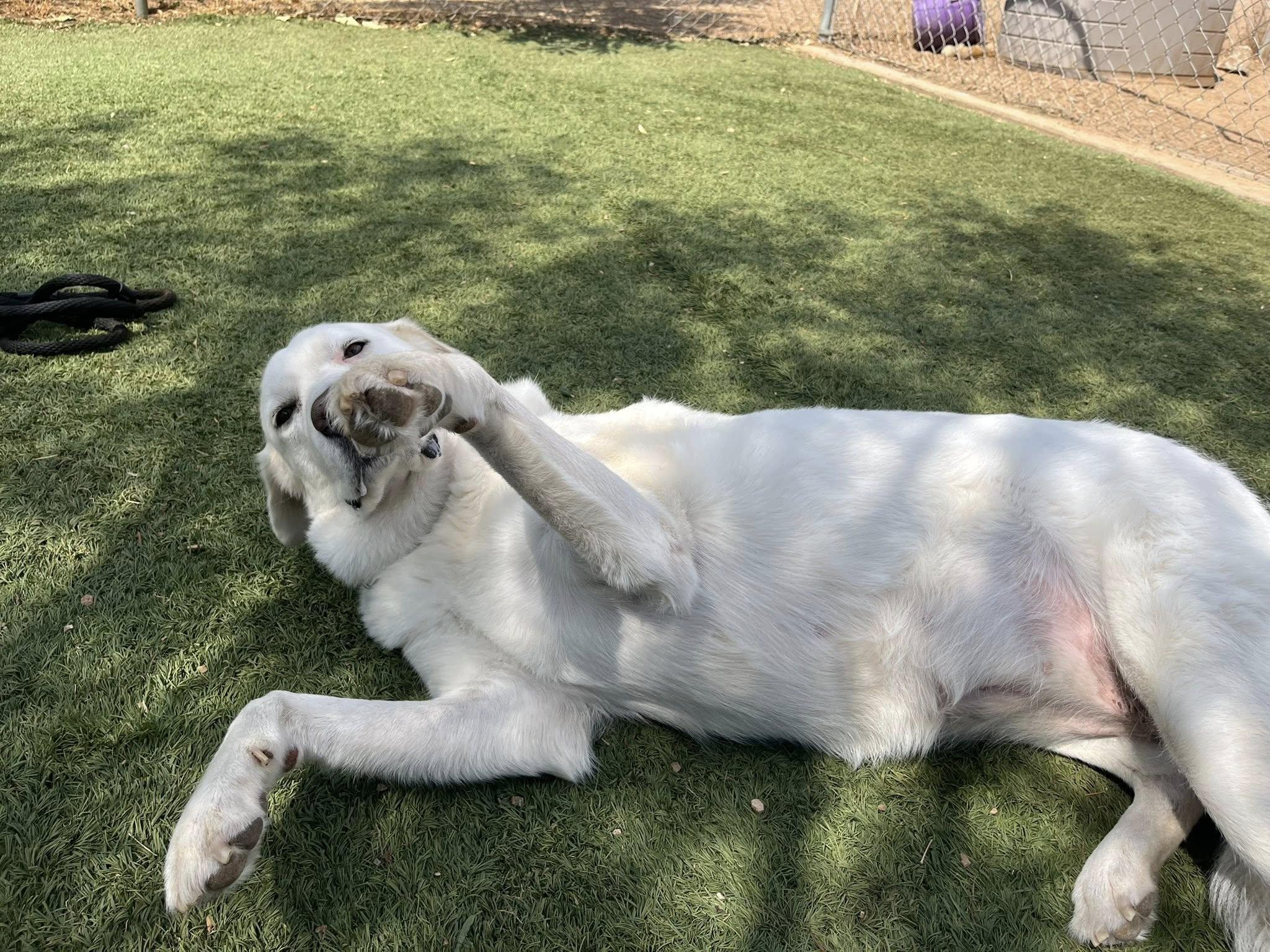 Dog for adoption - Elsa, a Great Pyrenees in Agua Dulce, CA | Petfinder