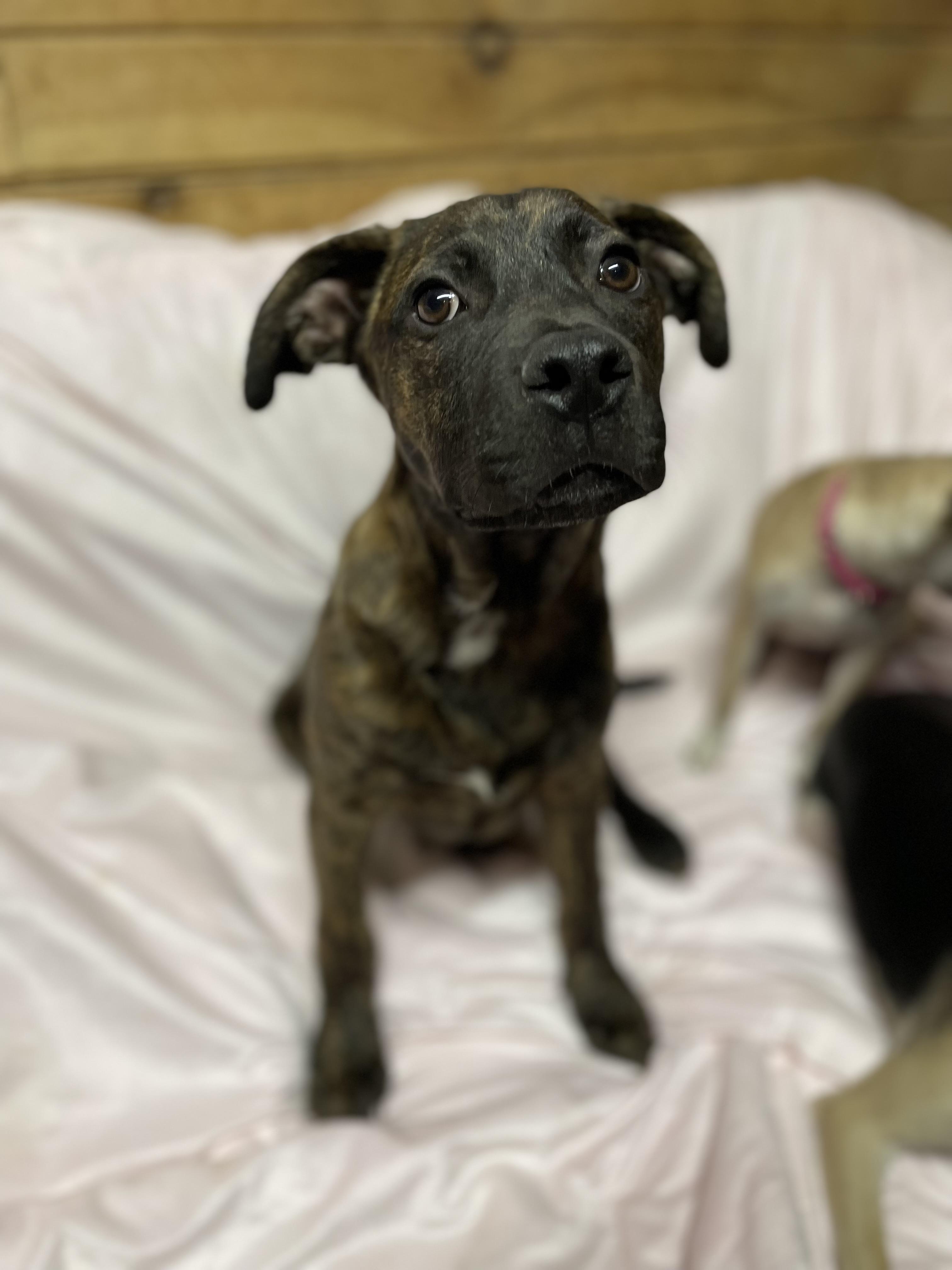 Dog for adoption - Brian Alexander, a Plott Hound Mix in Portland, ME ...