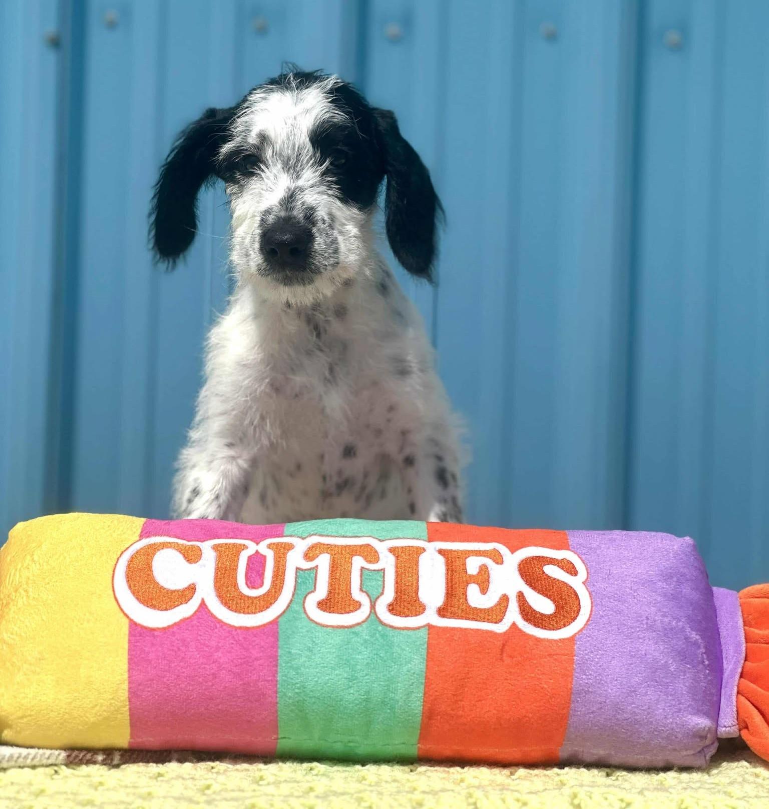 Dog for adoption - Mamba, a Terrier Mix in Visalia, CA | Petfinder