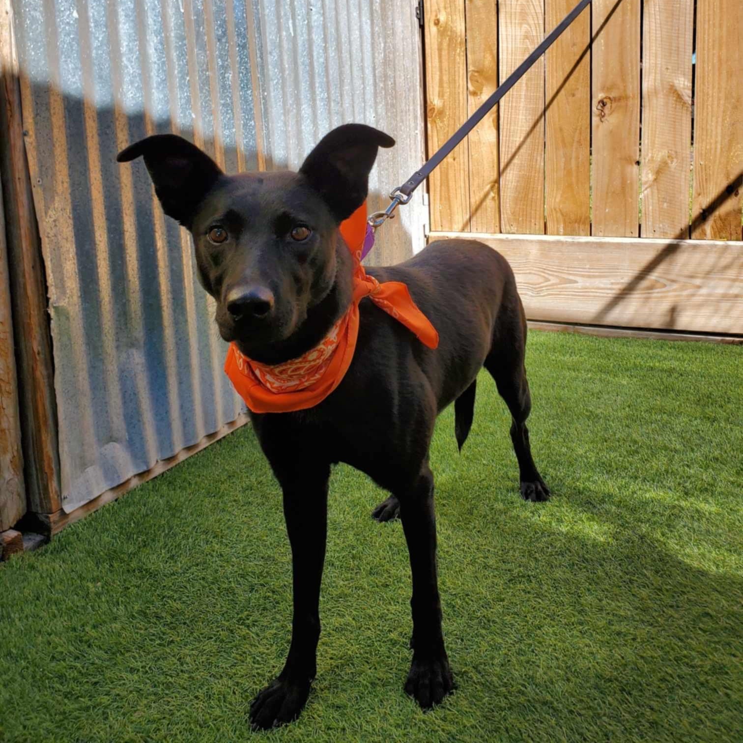 Dog for adoption - Lucille, a Shepherd in St Louis, MO | Petfinder