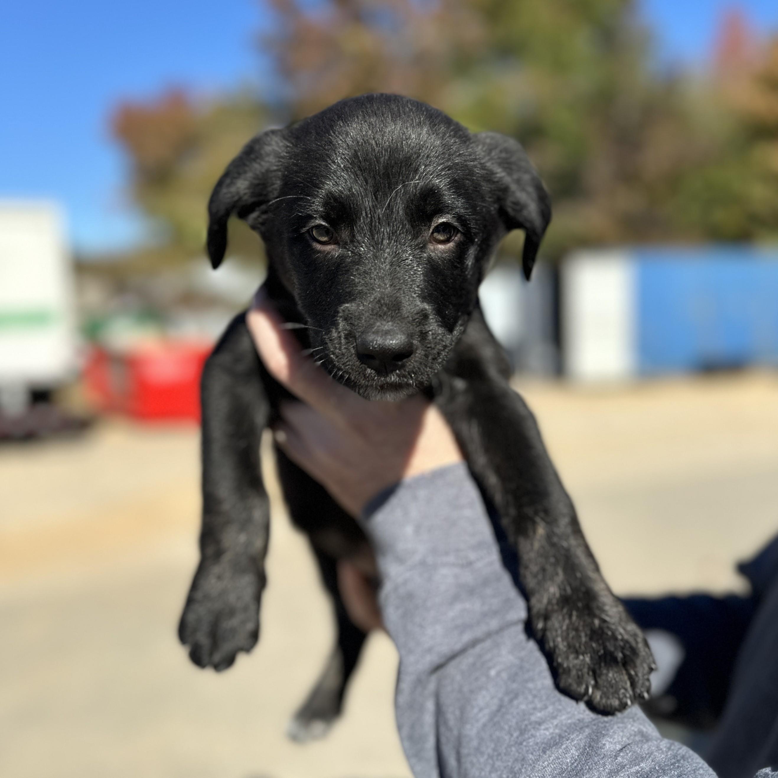 Dog for adoption - Oh We're Feeling So Fat, a Labrador Retriever Mix in ...