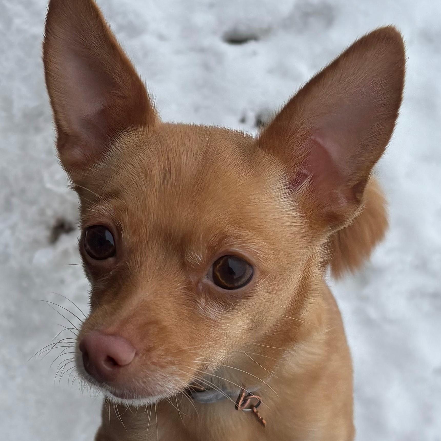 Dog for adoption - Nanna, a Chihuahua in Driggs, ID | Petfinder