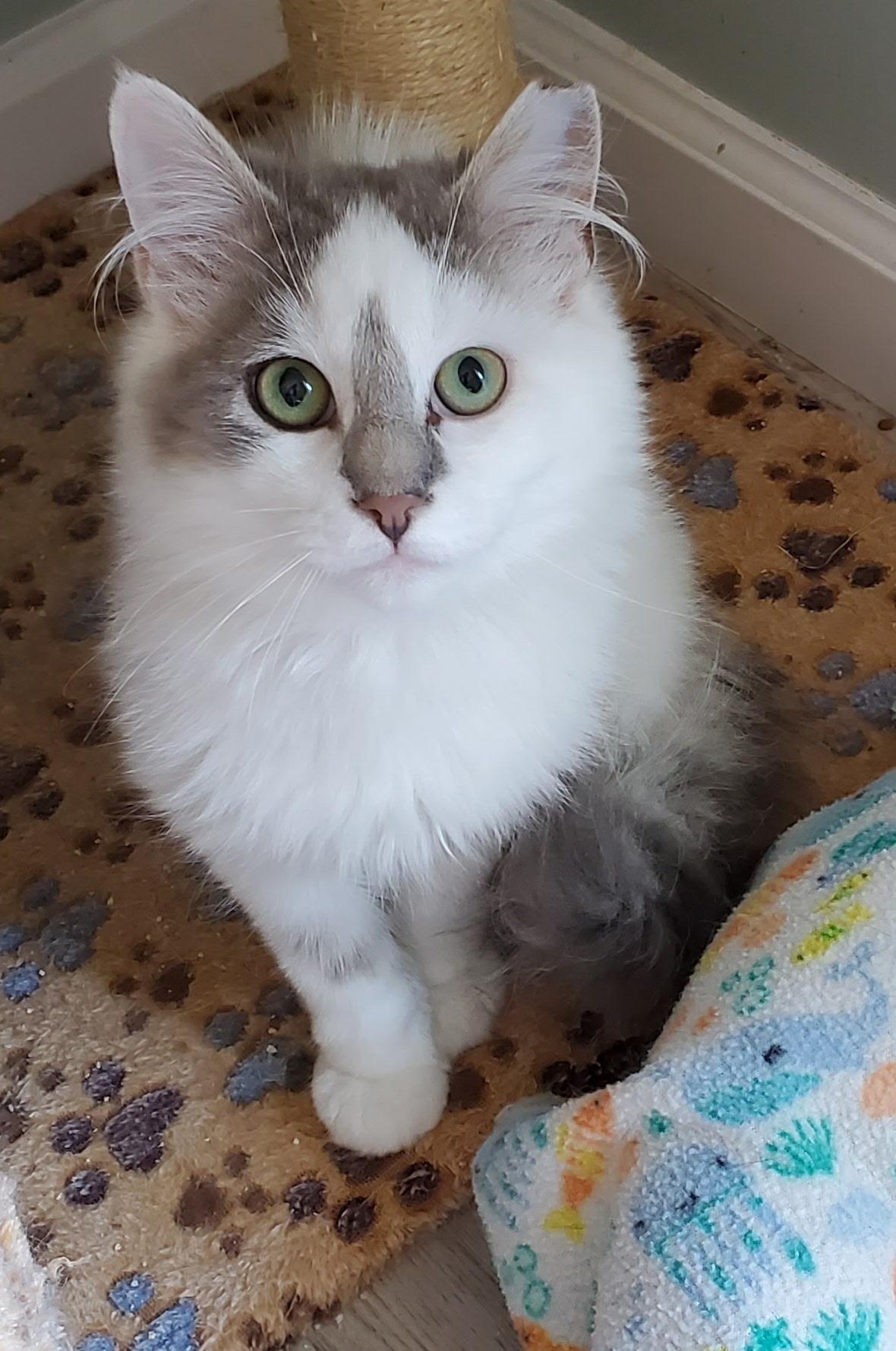 Cat for adoption - Malachi, a Domestic Medium Hair in Landenberg, PA | Petfinder