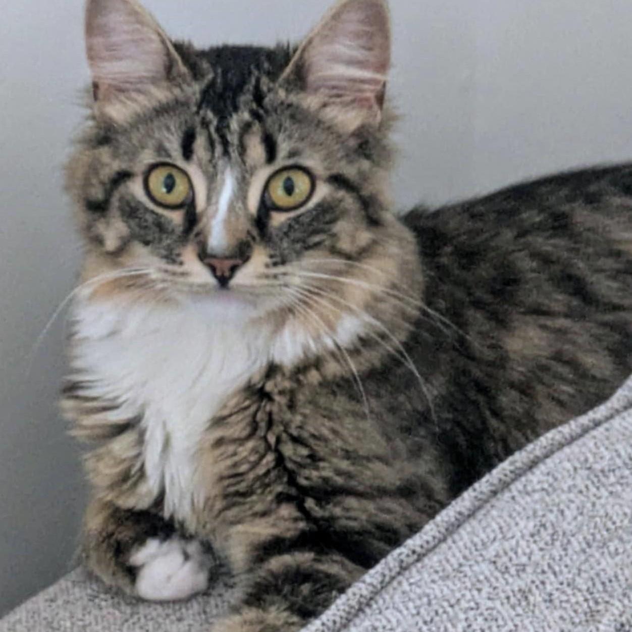 Cat for adoption - Mishka, a Domestic Long Hair in west Warwick, RI ...