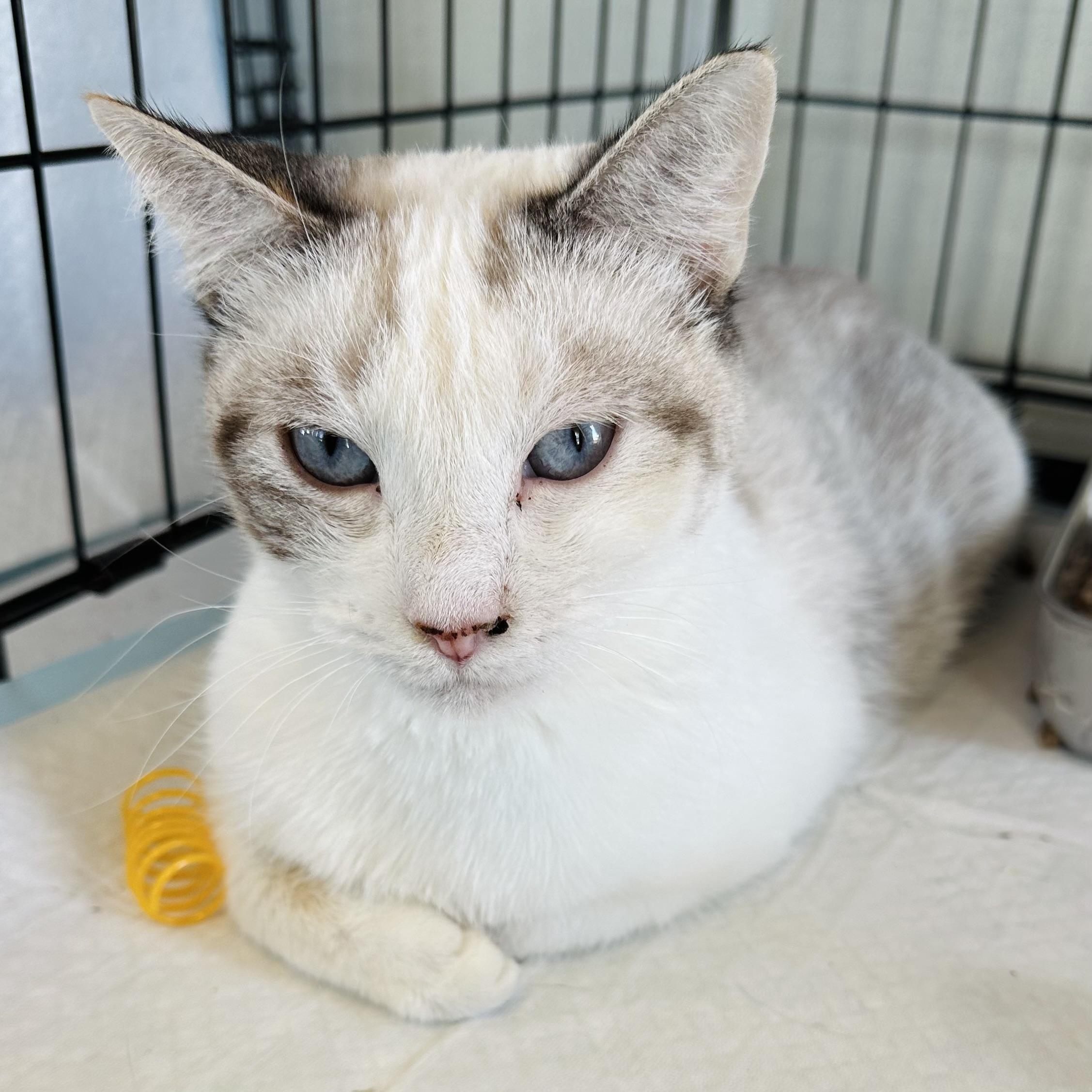 Cat for adoption - Mina, a Siamese & Calico Mix in Pittstown, NJ ...