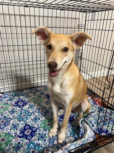 Dog for adoption - Foxy, a Shiba Inu & Yellow Labrador Retriever Mix in ...
