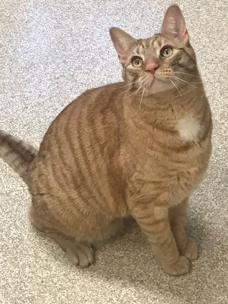 Cat for adoption - Leo/Gus, a Domestic Short Hair in Darien, CT | Petfinder