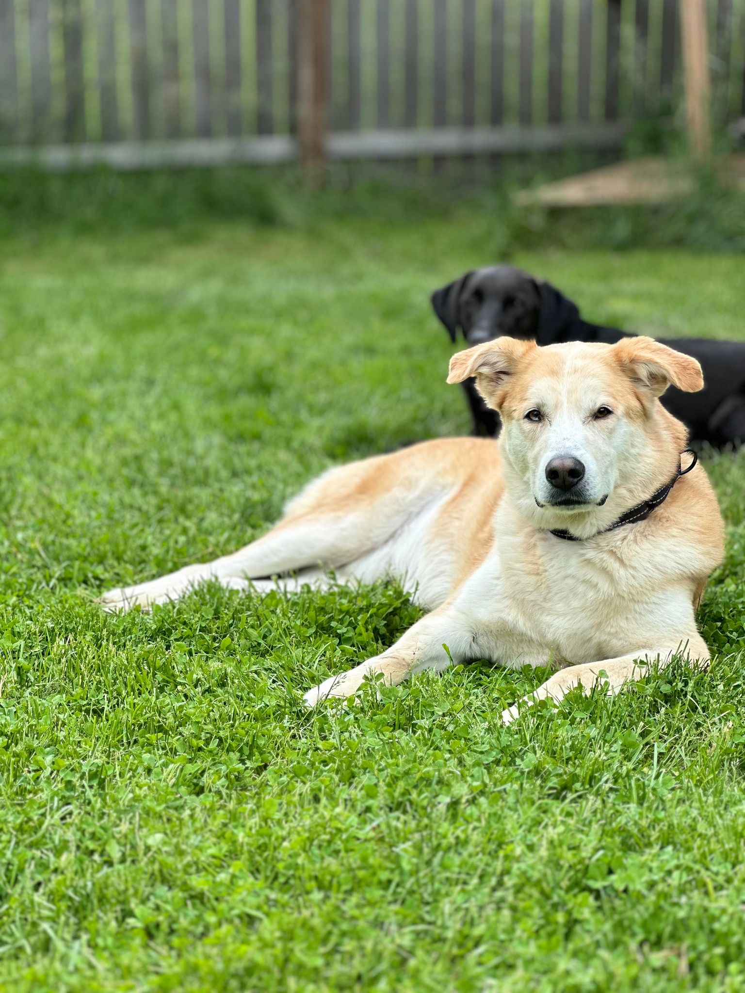 Dog for adoption - Phantom (Adopt Fee Sponsored!), a Husky Mix in Lemont, IL | Petfinder