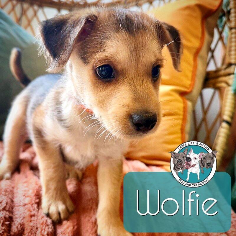 Dog for adoption - Wolfie ScrufferFluffers, a Wirehaired Terrier & German Shepherd Dog Mix in ...