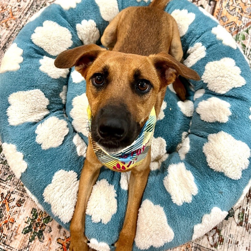 Dog for adoption - Hunter Smalls the Happiest DOG, a Black Mouth Cur ...