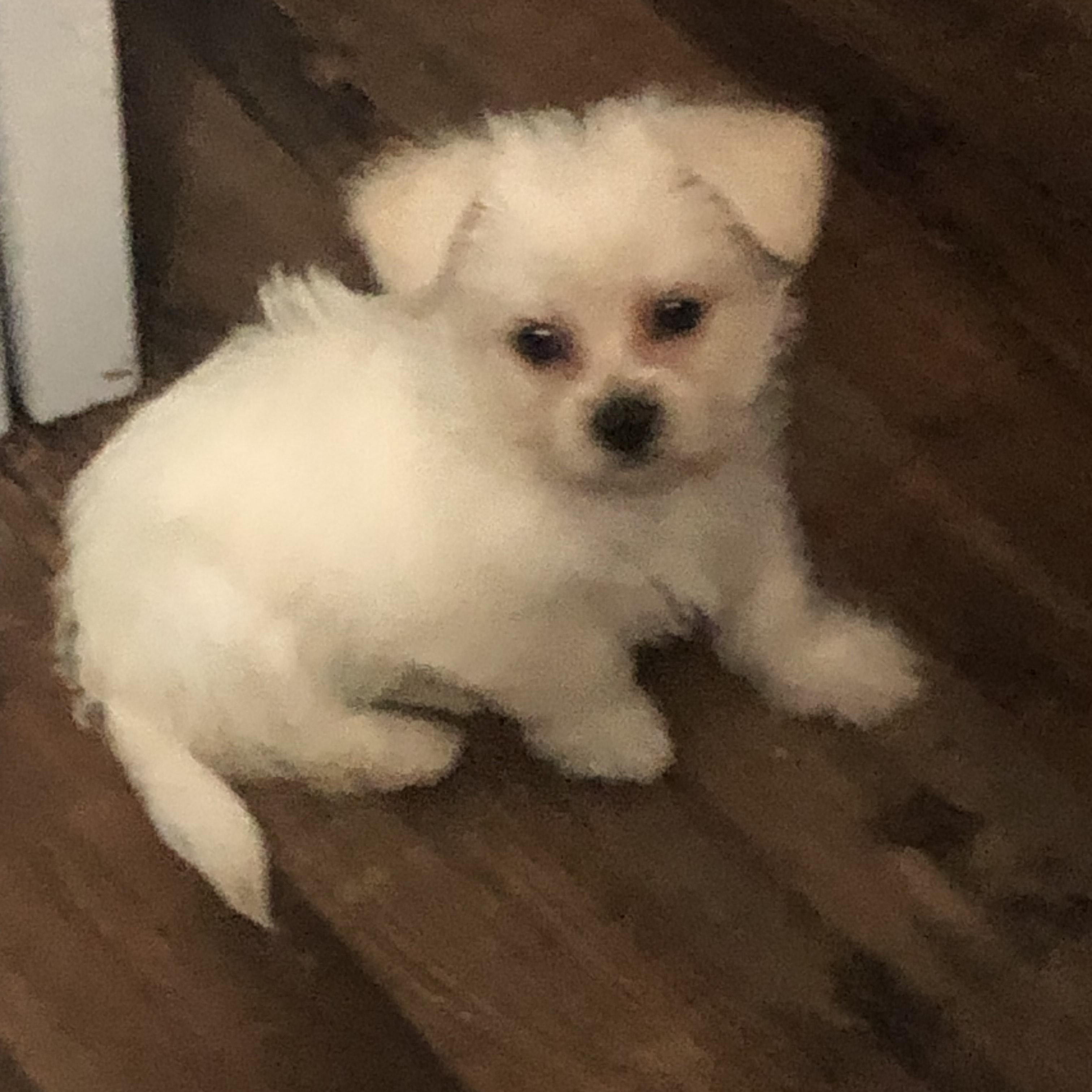 Dog for adoption - Tilly, a Maltese & Yorkshire Terrier Mix in ...