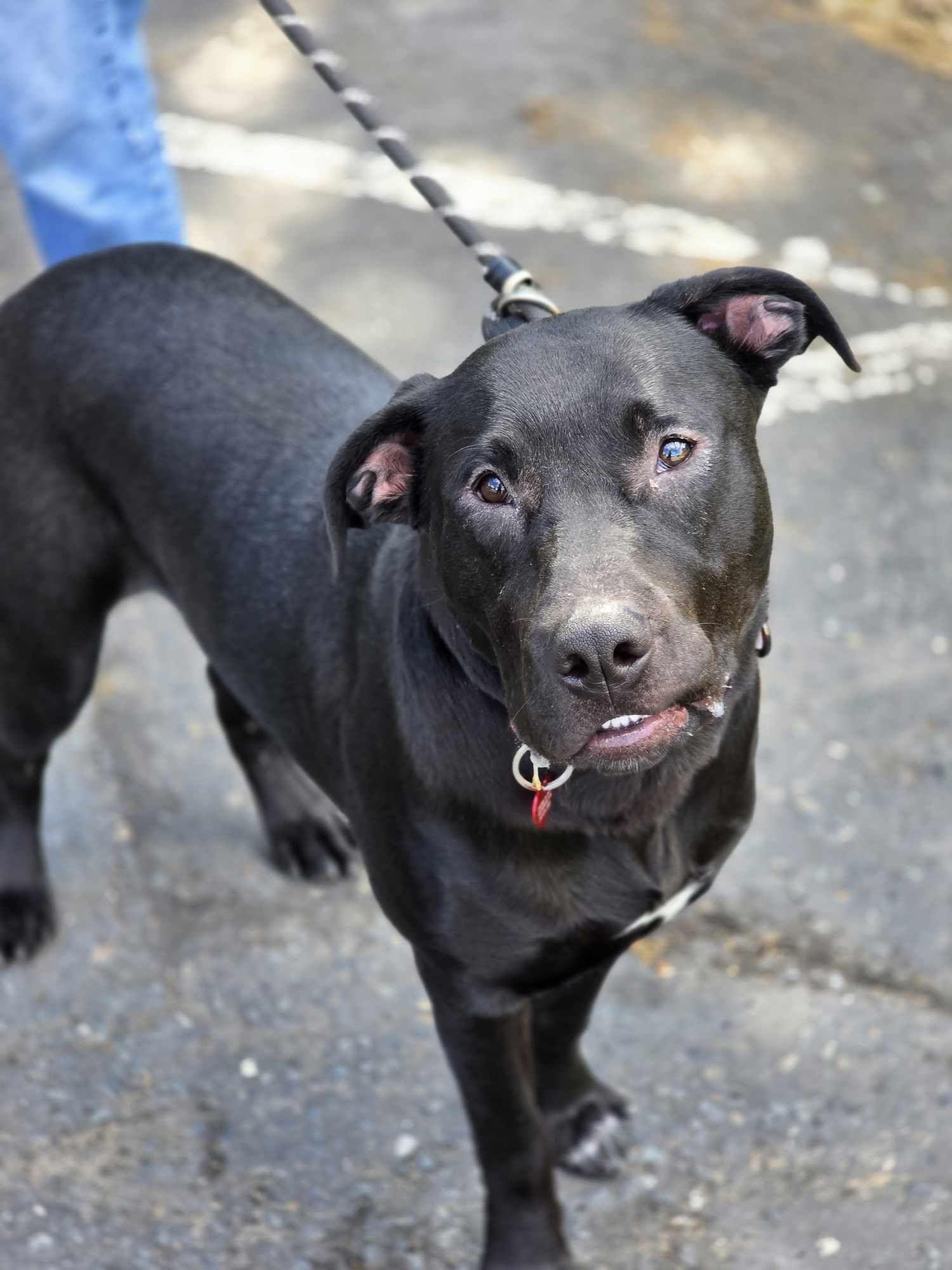 Dog for adoption - Rufus, a Black Labrador Retriever & Pit Bull Terrier ...
