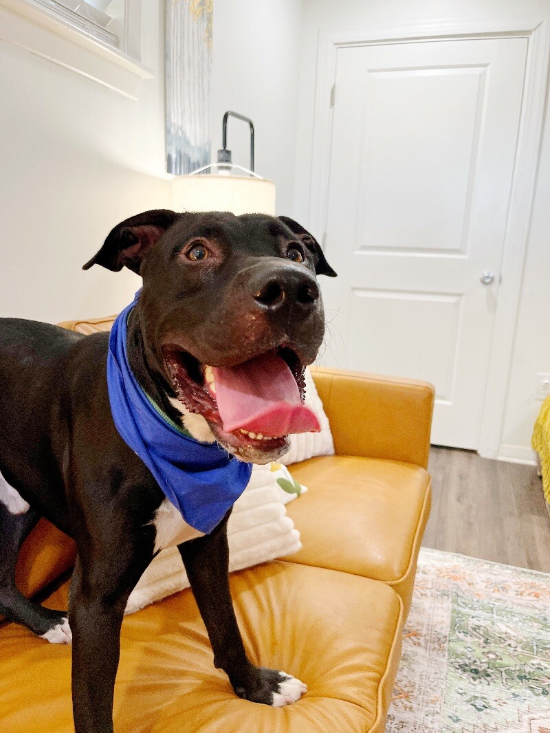 Dog for adoption - Bennett Bubbles, a Black Labrador Retriever & Pit ...