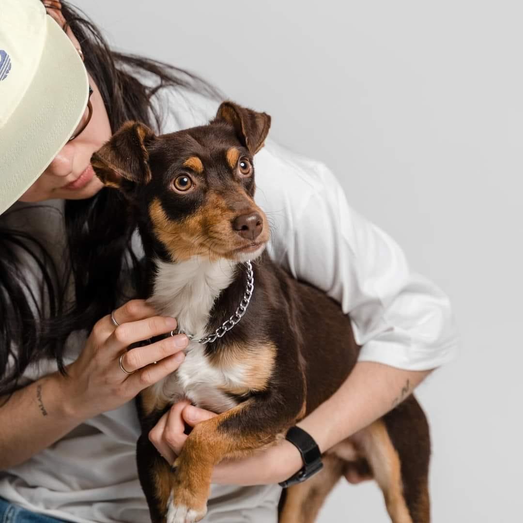 Dog for adoption - Canelo, a Chihuahua & Terrier Mix in RIDGEFIELD, NJ ...