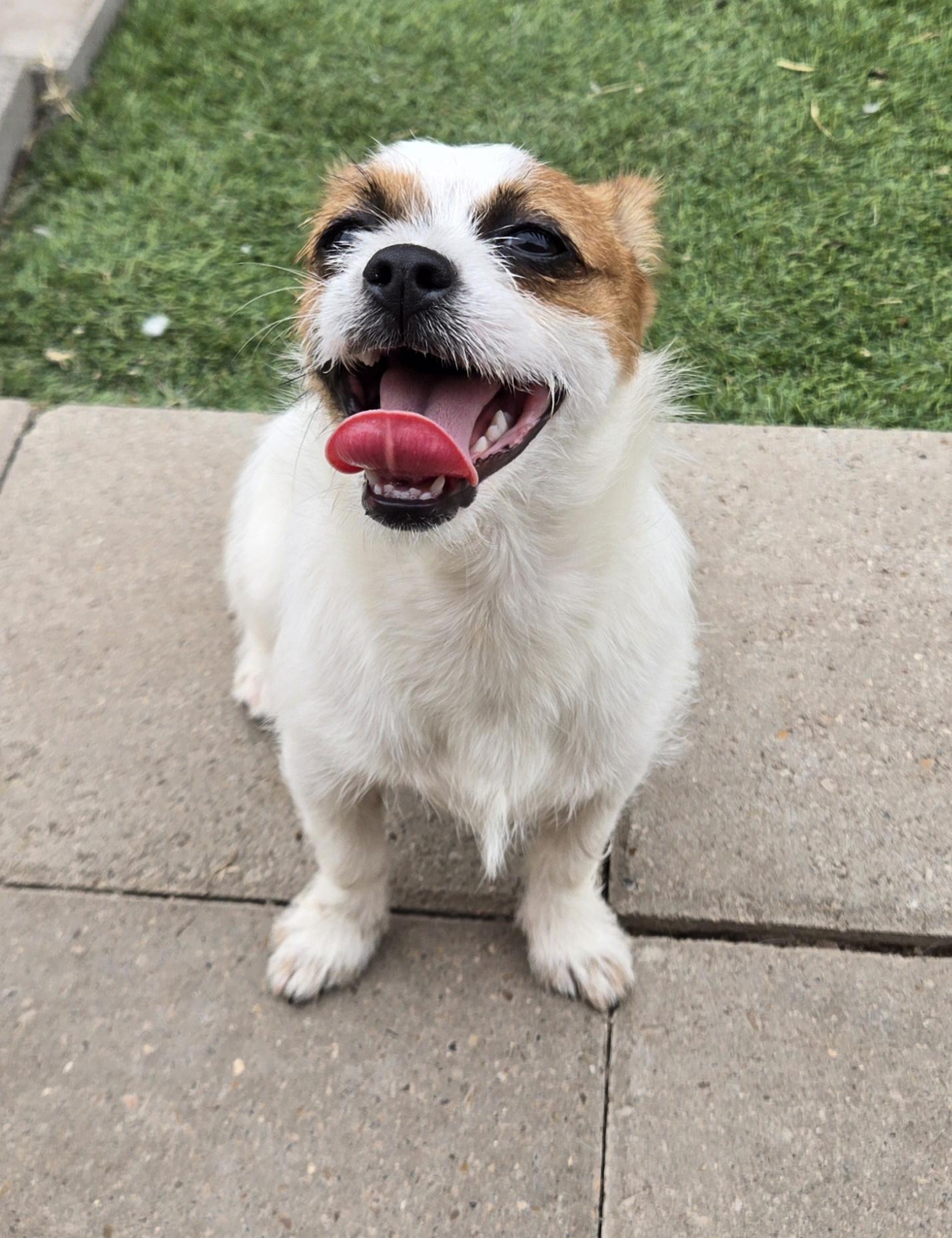 Anna - Adoptable Pet | Petfinder | Petfinder