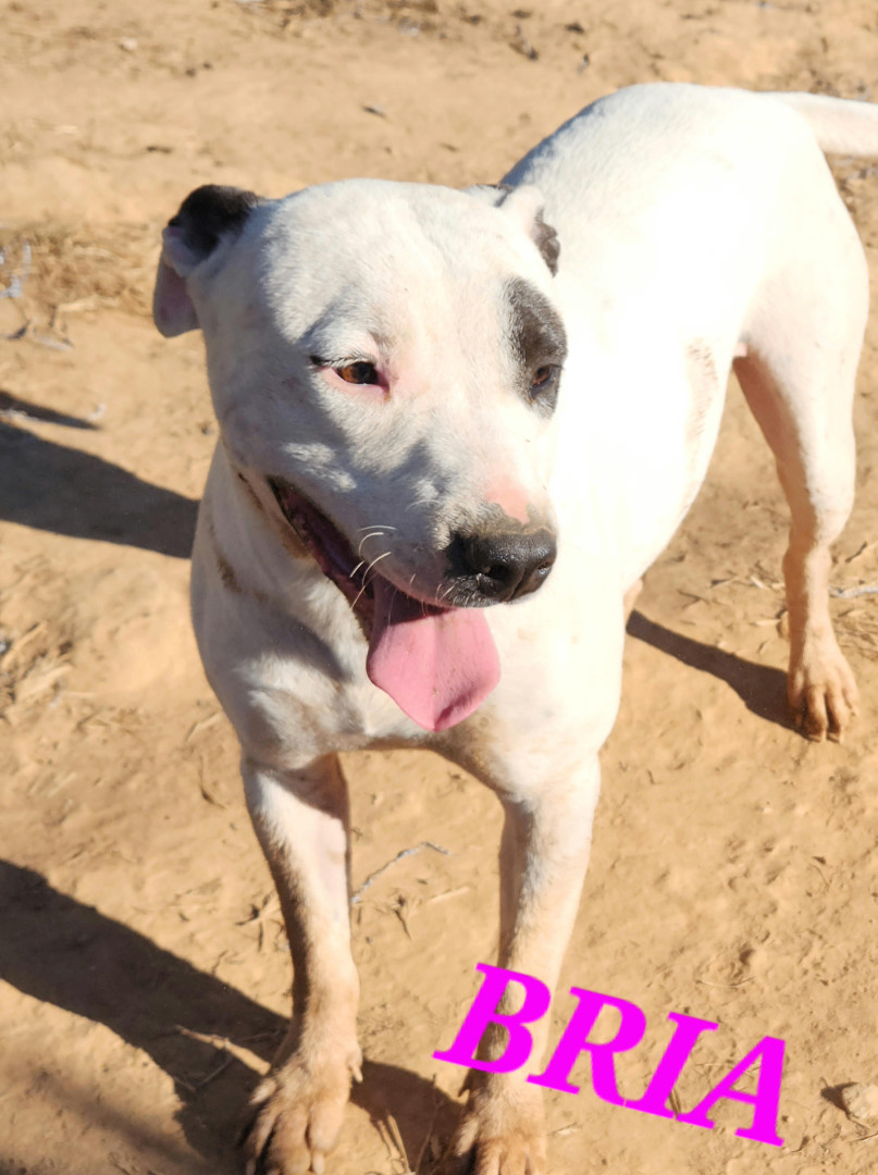Dog for adoption - Bria - Good with dogs and cats!, a Labrador ...