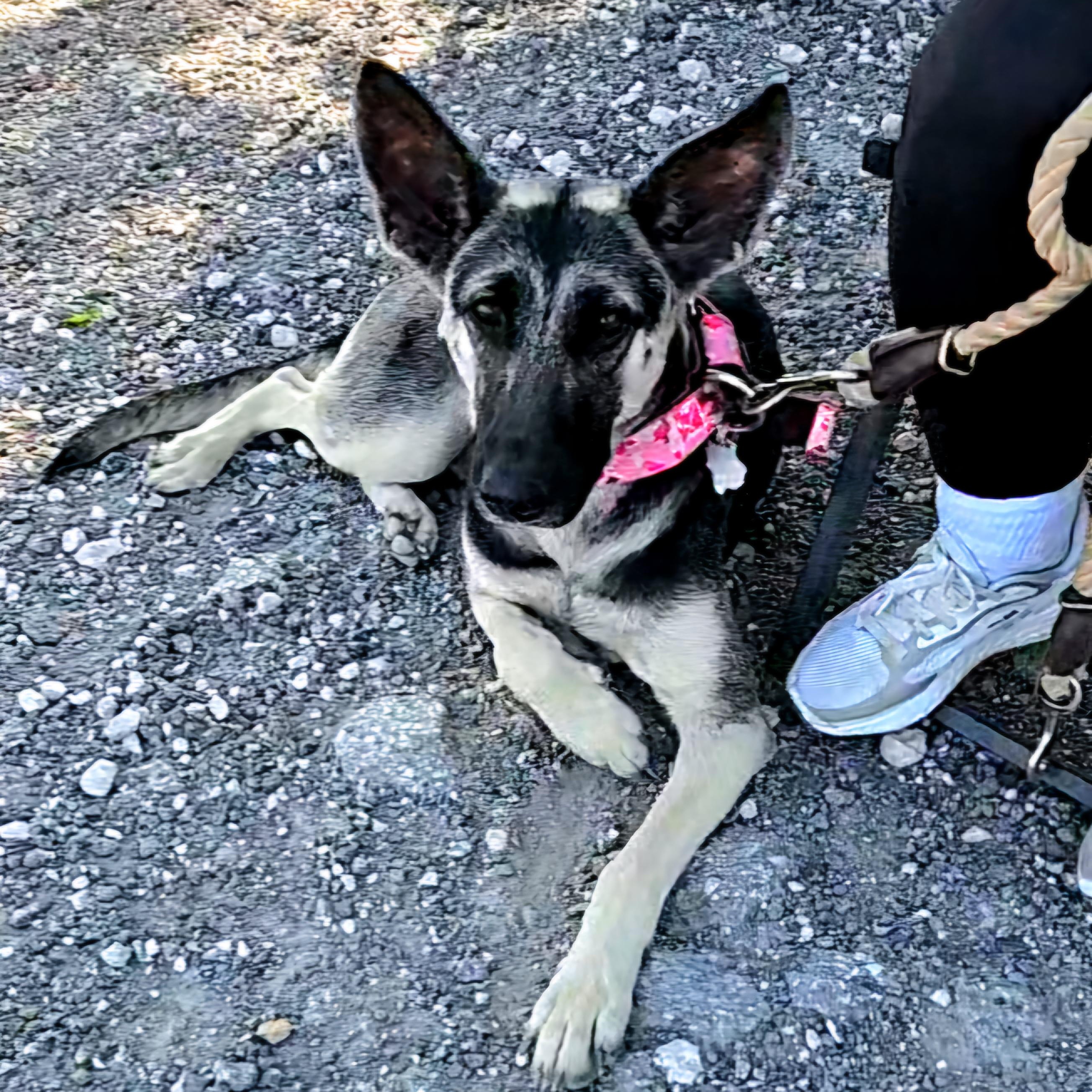 Dog for adoption - Juni, a Shepherd Mix in Sheridan, WY | Petfinder