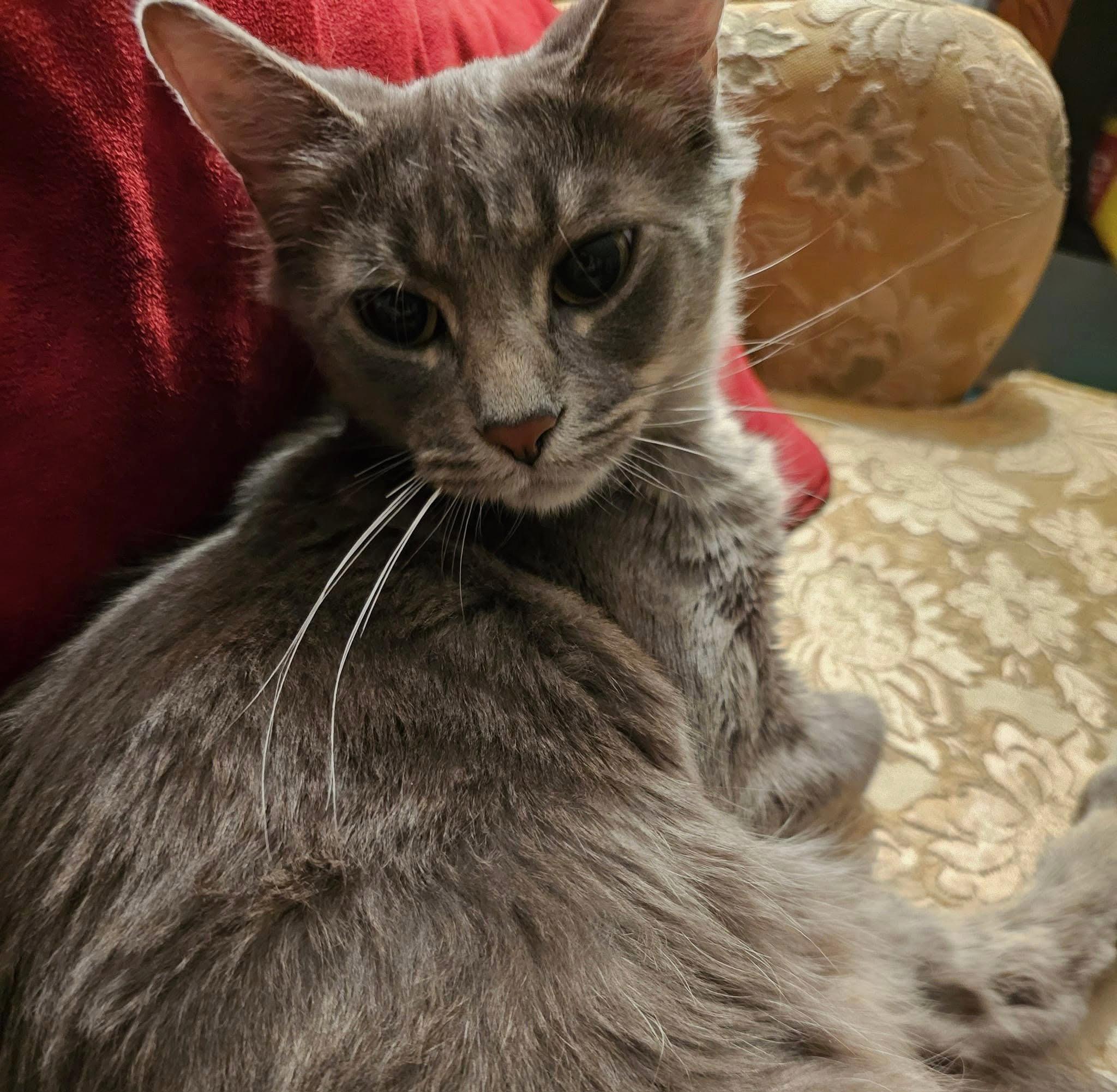 Cat for adoption - Shiva, a Domestic Short Hair in Darien, CT | Petfinder