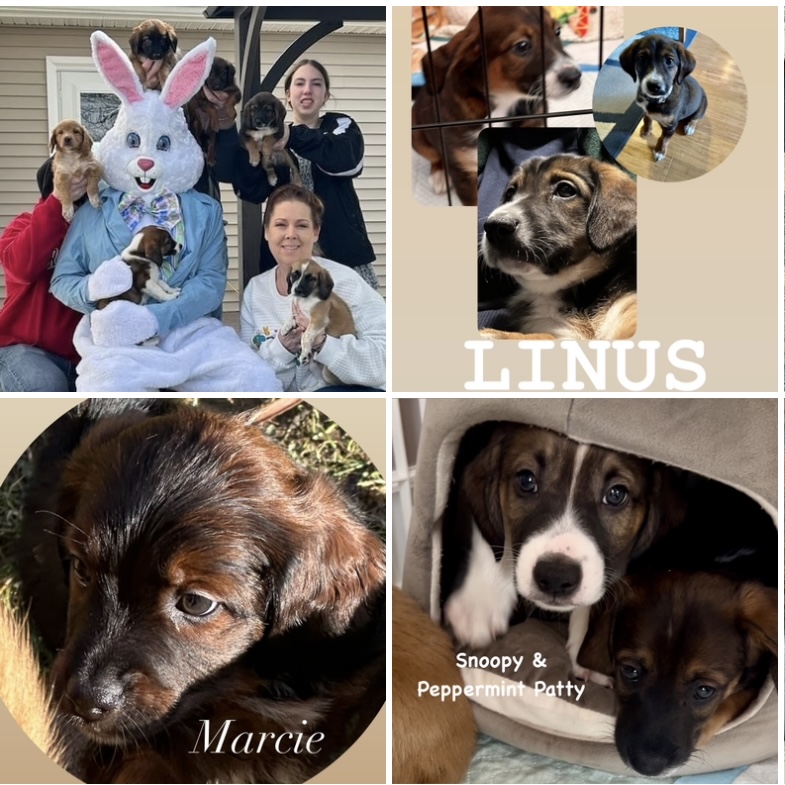Dog for adoption - The Peanuts Gang! Linus & Charlie Brown are the last ...